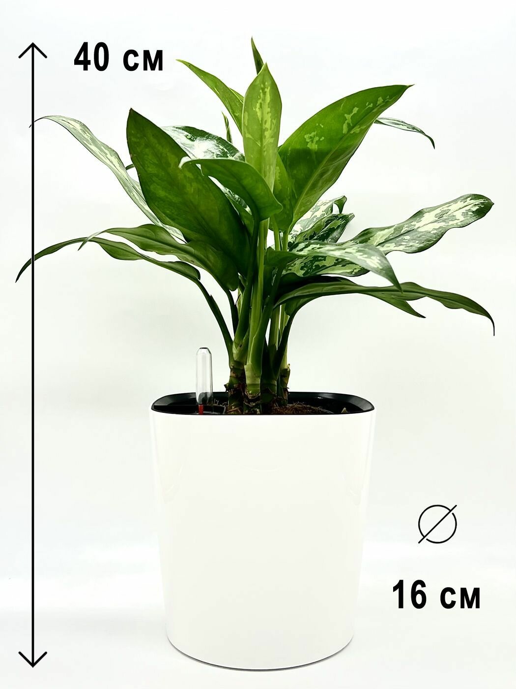 Аглаонема в белом пластиковом кашпо с автополивом, высота композиции 35-45 см