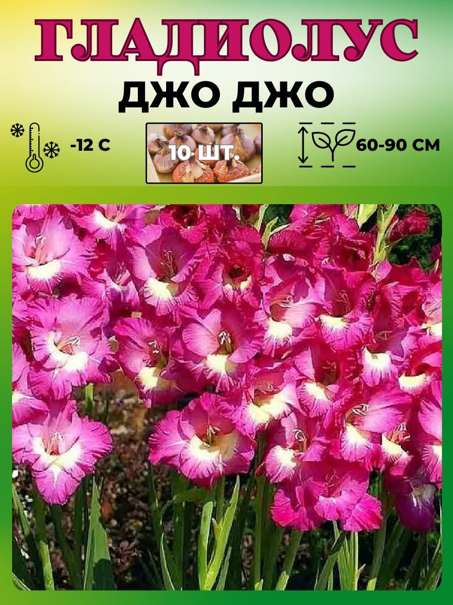 Гладиолус крупноцветковый, луковицы 10шт.