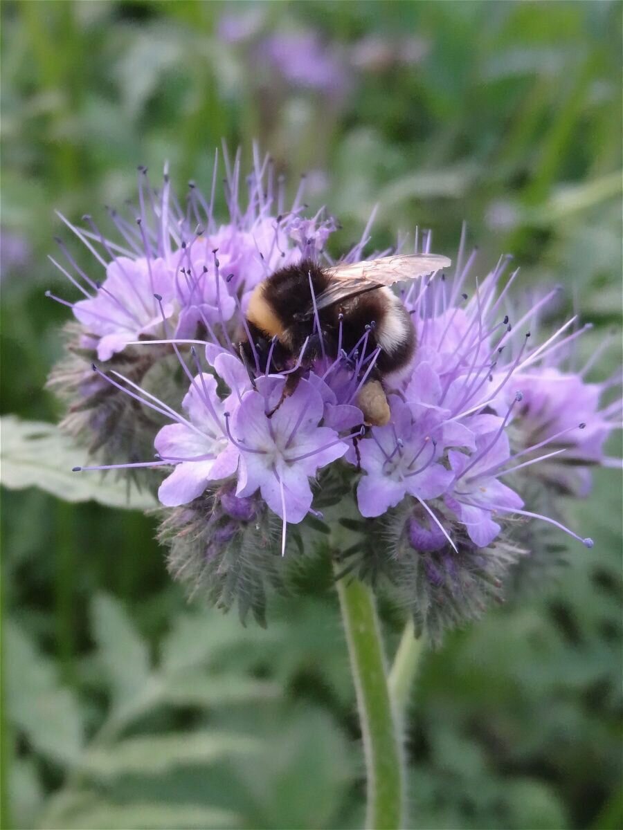 Семена Фацелия пижмолистная (Phacelia tanacetifolia), 200 штук