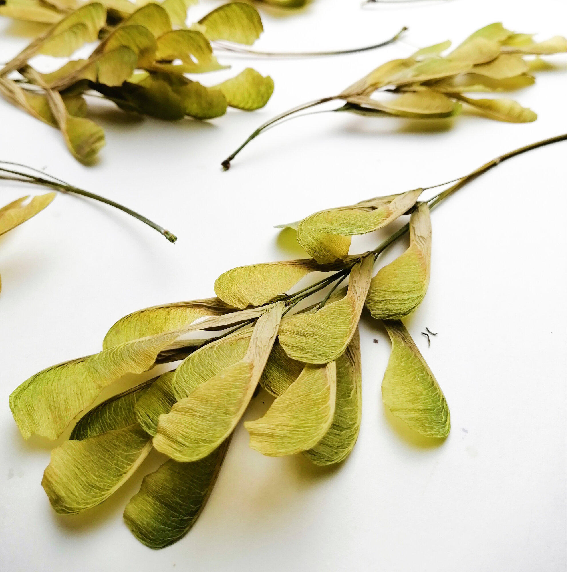 Крылатки Клёна веточкой для диарам, поделок и рукоделия, 10 шт