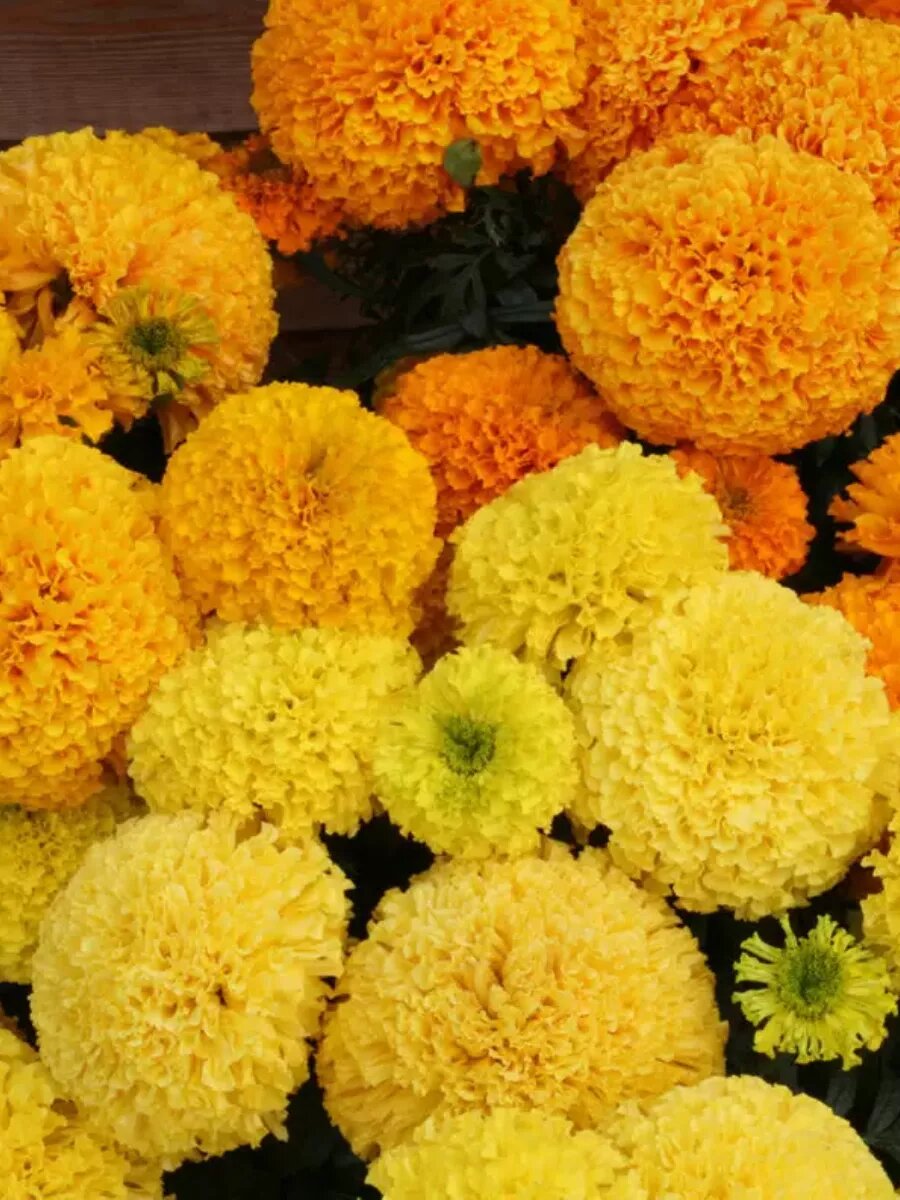 Семена цветов Бархатцы Коландо. Махровые, от ярко-желтых до темно-красных, соцветия диаметром до 8 см