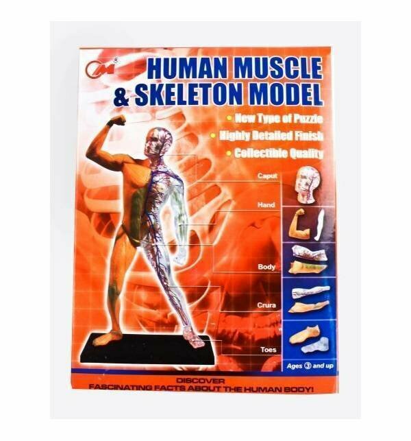 Набор "Анатомия человека" 30 дет (мышцы и части тела) арт.3102