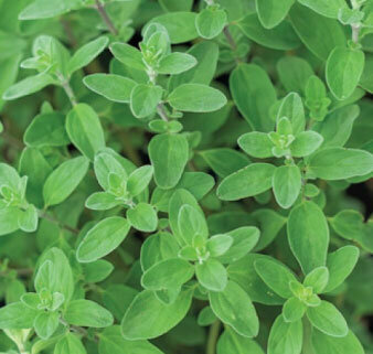 Пряность Майоран Лакомка (0,1 гр.)