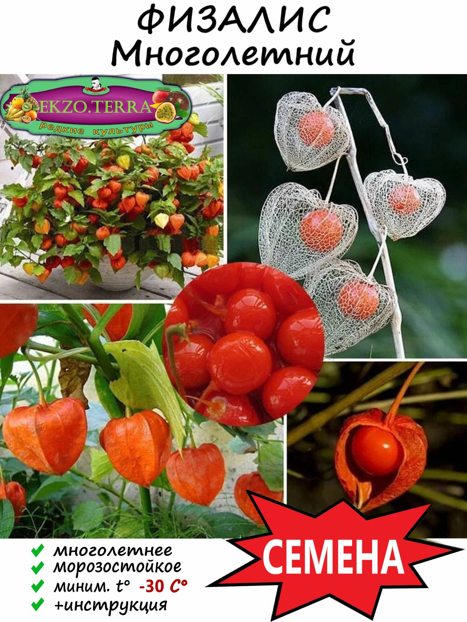 Семена Физалис Многолетний "Алькекенге" 10 шт.