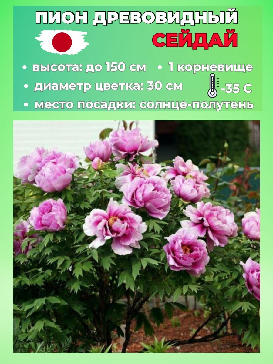 Пион древовидный корневище, 1 штука