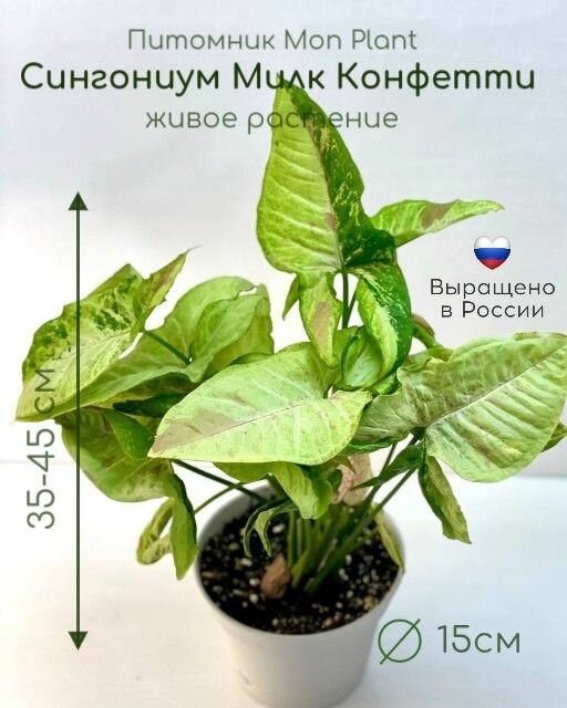 Сингониум Милк Конфетти (Syngonium Milk Confetti), живое растение в горшке 15 см.