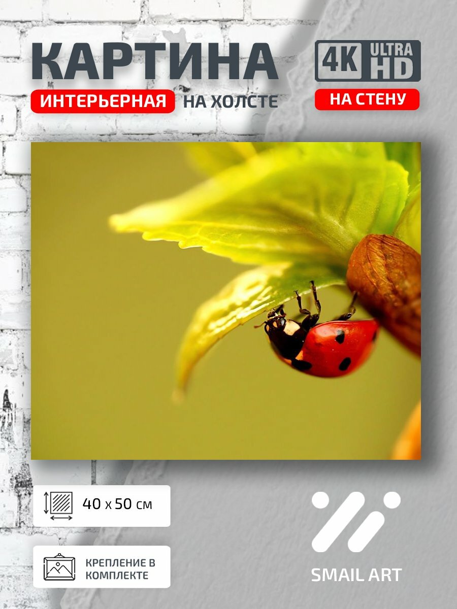 Картина на холсте интерьерная 40 на 50 на стену Коровка Macro для офиса макро интерьер