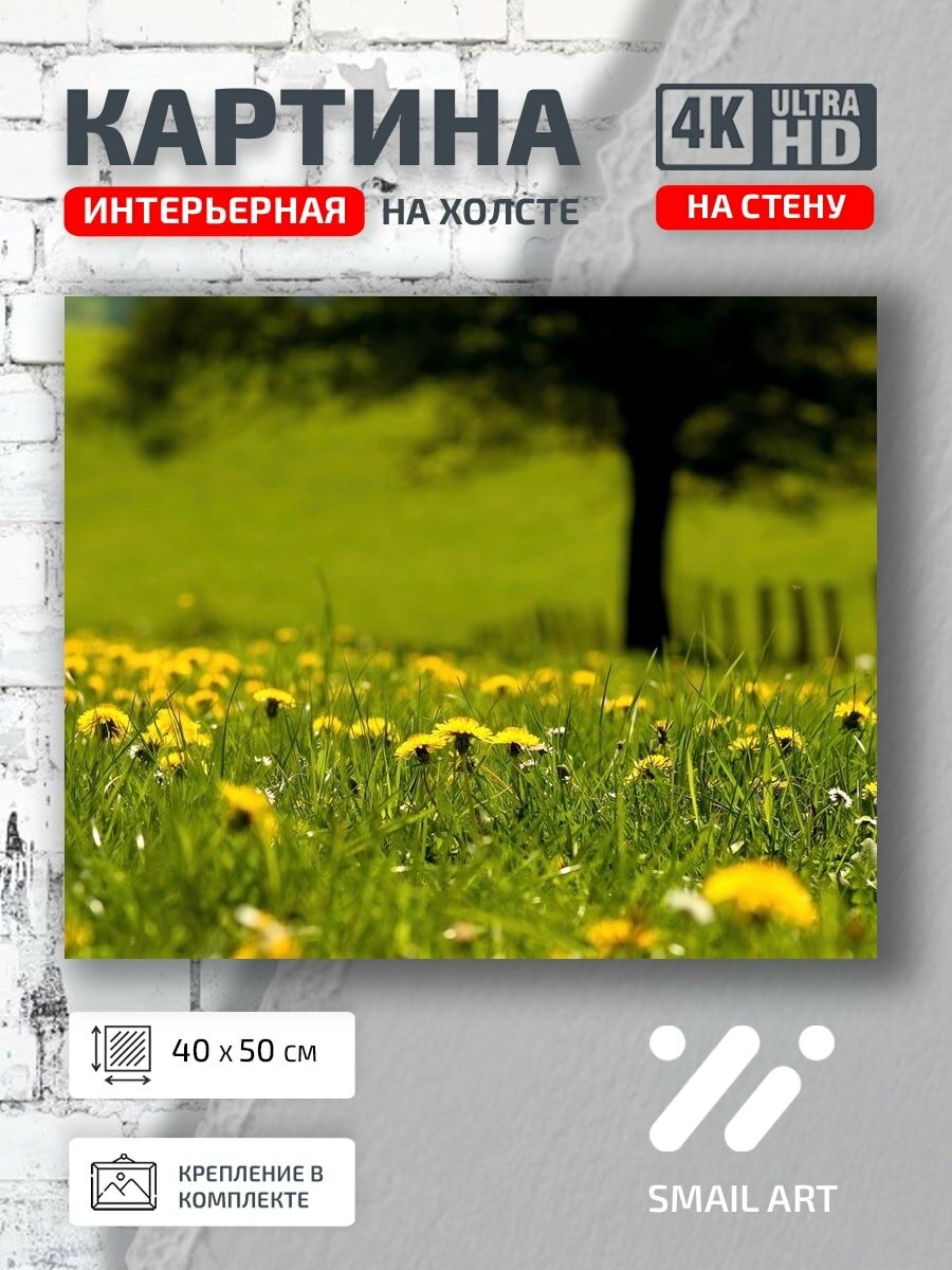 Картина на холсте интерьерная 40 на 50 на стену Grass Dandelion для офиса пейзаж