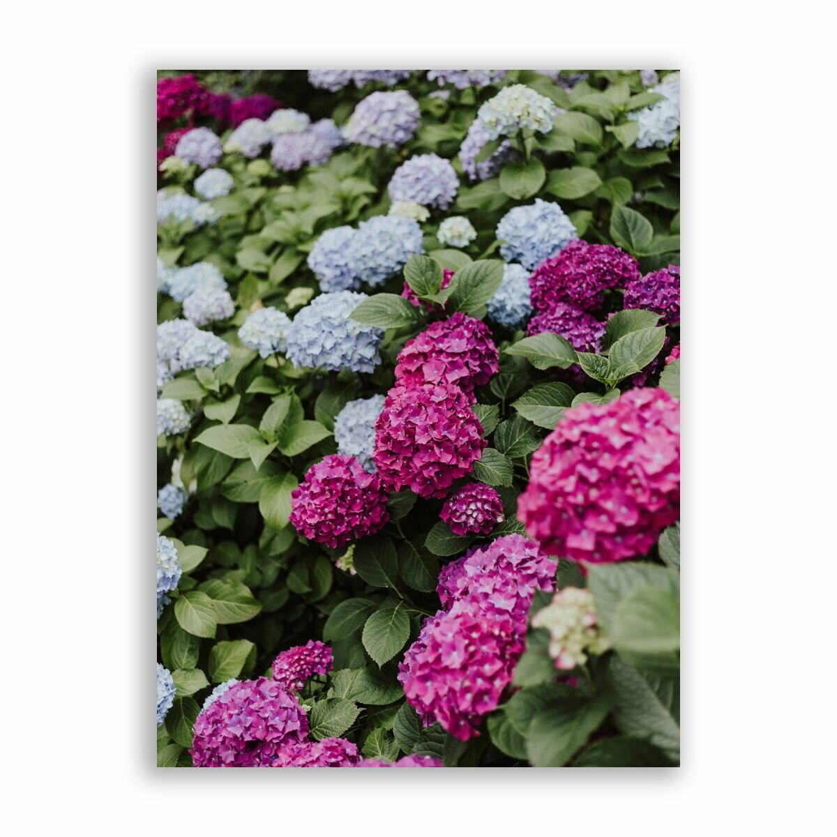 Постер цветы на бумаге / Гортензия / Размер 30 x 40 см