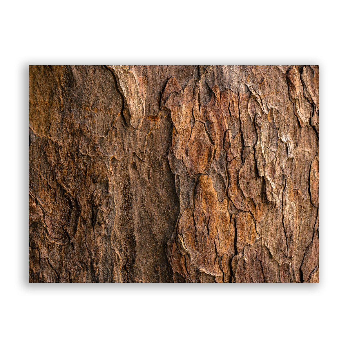 Постер, плакат на бумаге / Древесина / Размер 40 x 53 см