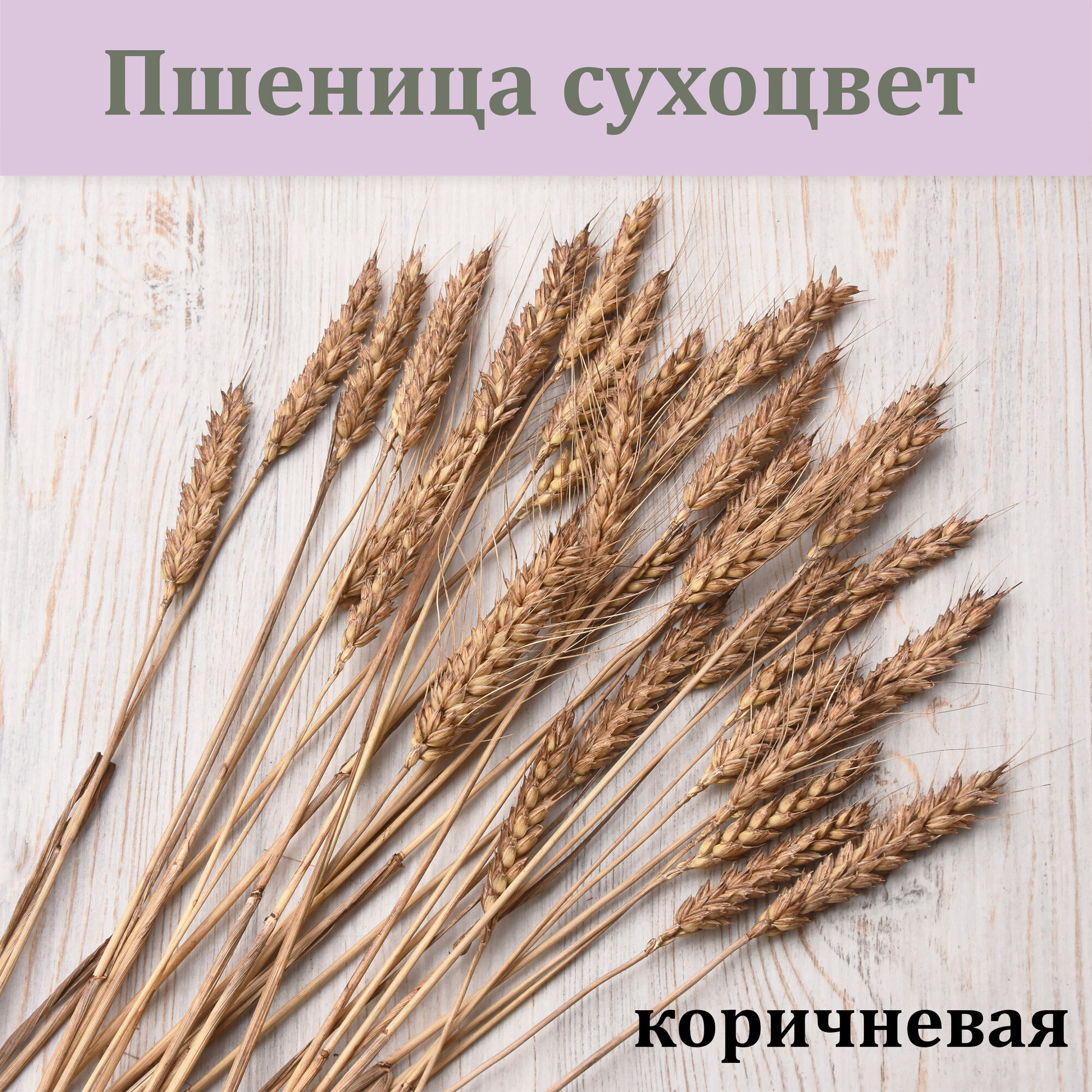 Пшеница Коричневая 30 штук /Пшеница сухоцвет / до 50 см. длина