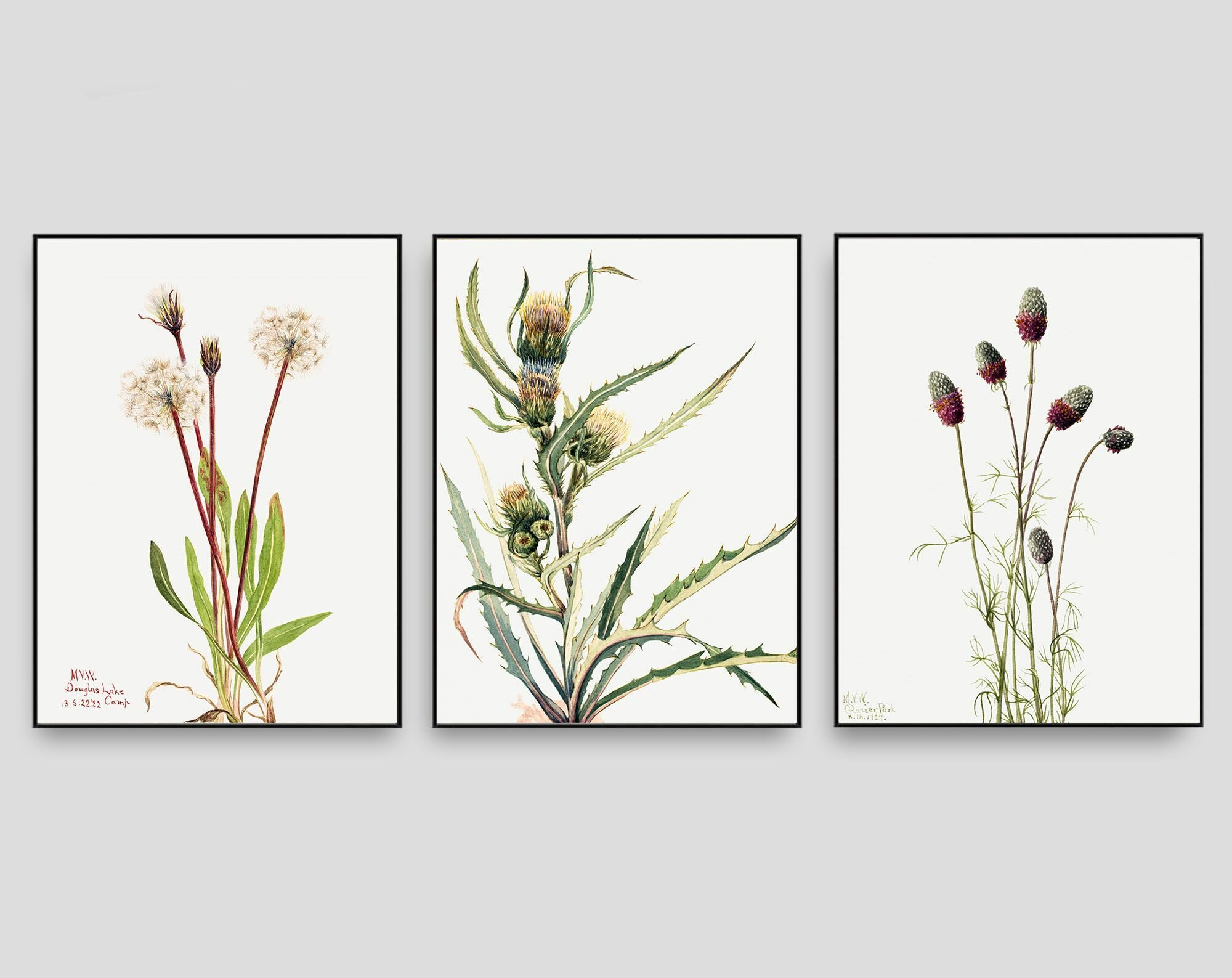 Набор винтажных плакатов Растения ботаника: Чертополох, одуванчик и клевер прерий (3 шт размер А4, без рамы)