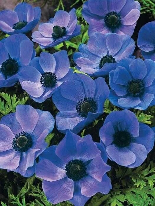 Анемона Мистер Фоккер 1шт