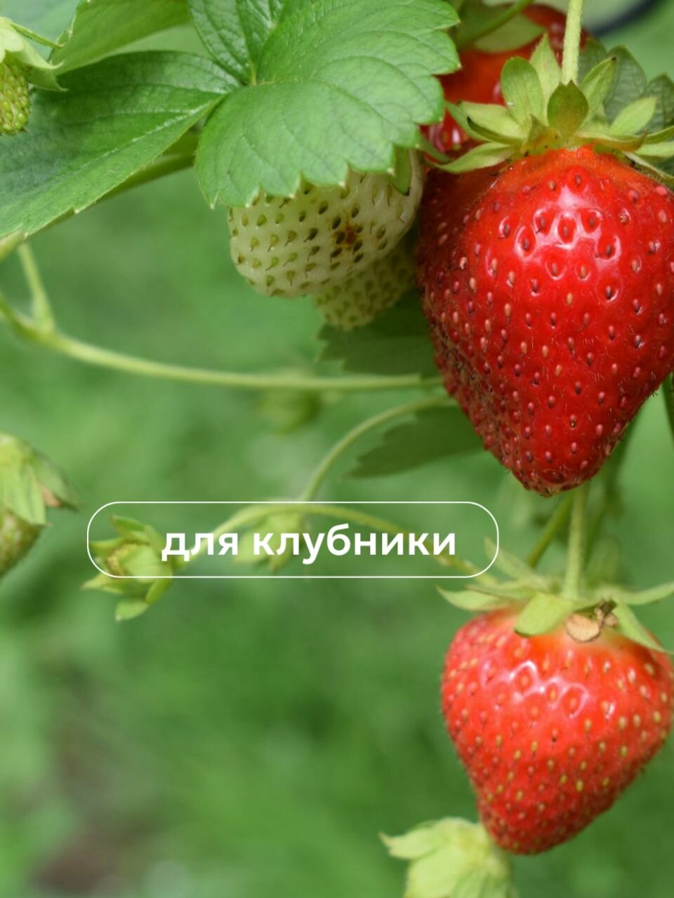 Грядка, 0.9х0.9 м — фото 1