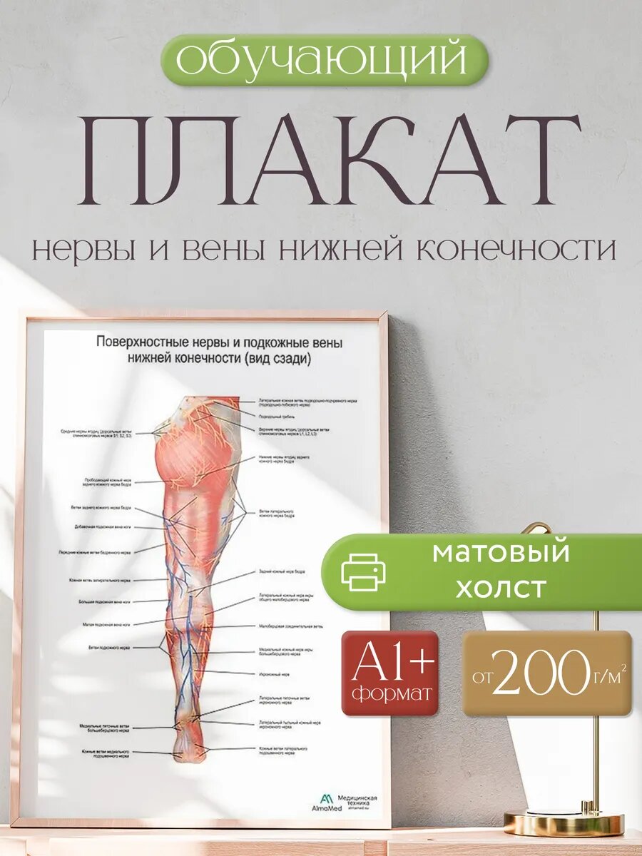 Обучающий плакат "Поверхностные нервы и подкожные вены ноги: вид сзади", размер А1+, матовый холст от 200г/м2
