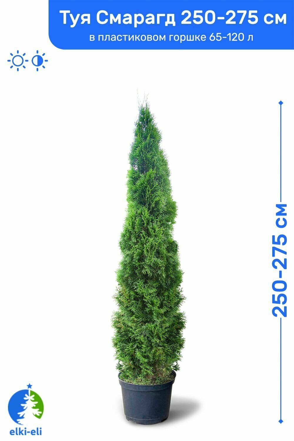 Туя западная Смарагд 250-275 см в пластиковом горшке 60-120 л, саженец, хвойное живое растение