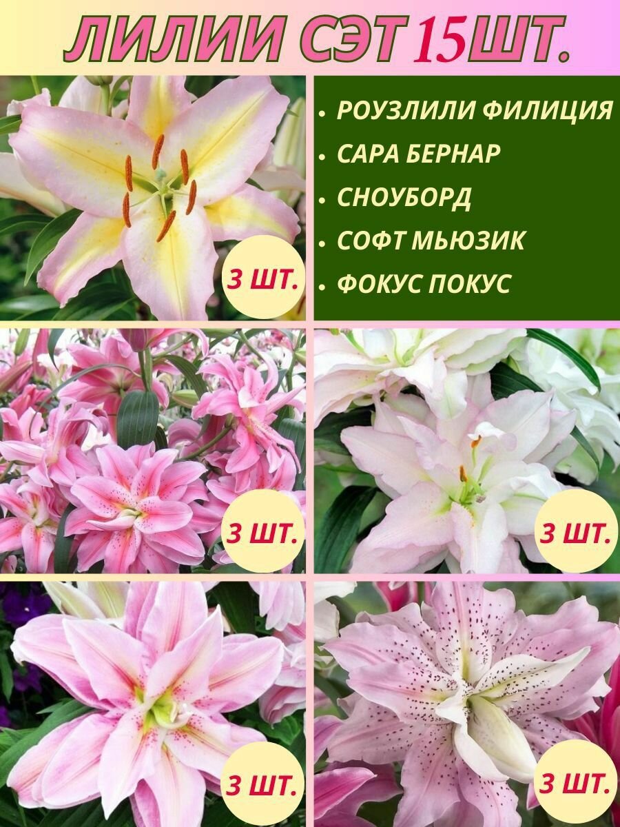 Лилии сэт, луковицы для посадки