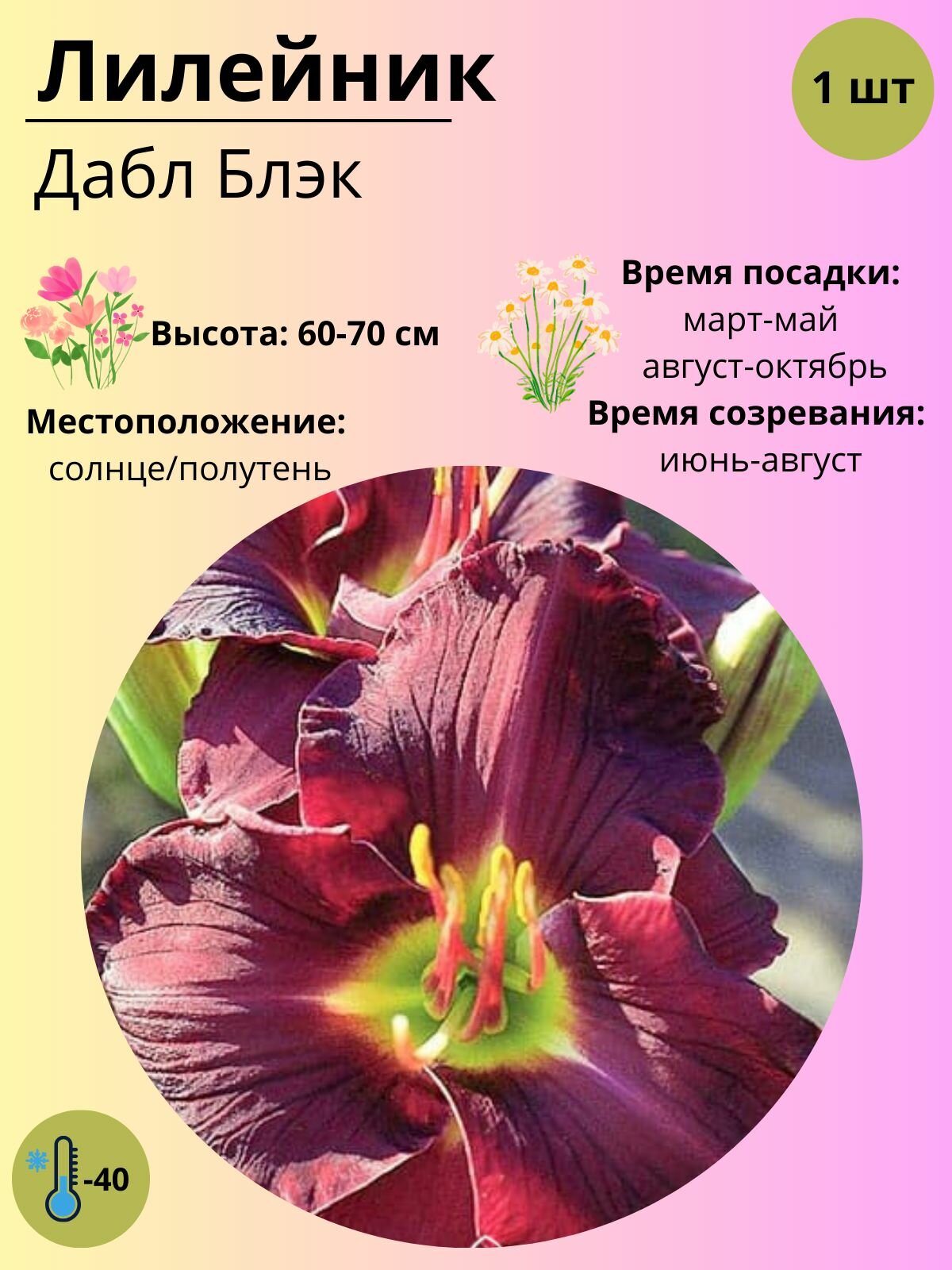 Лилейник Дабл Блэк, многолетние цветы