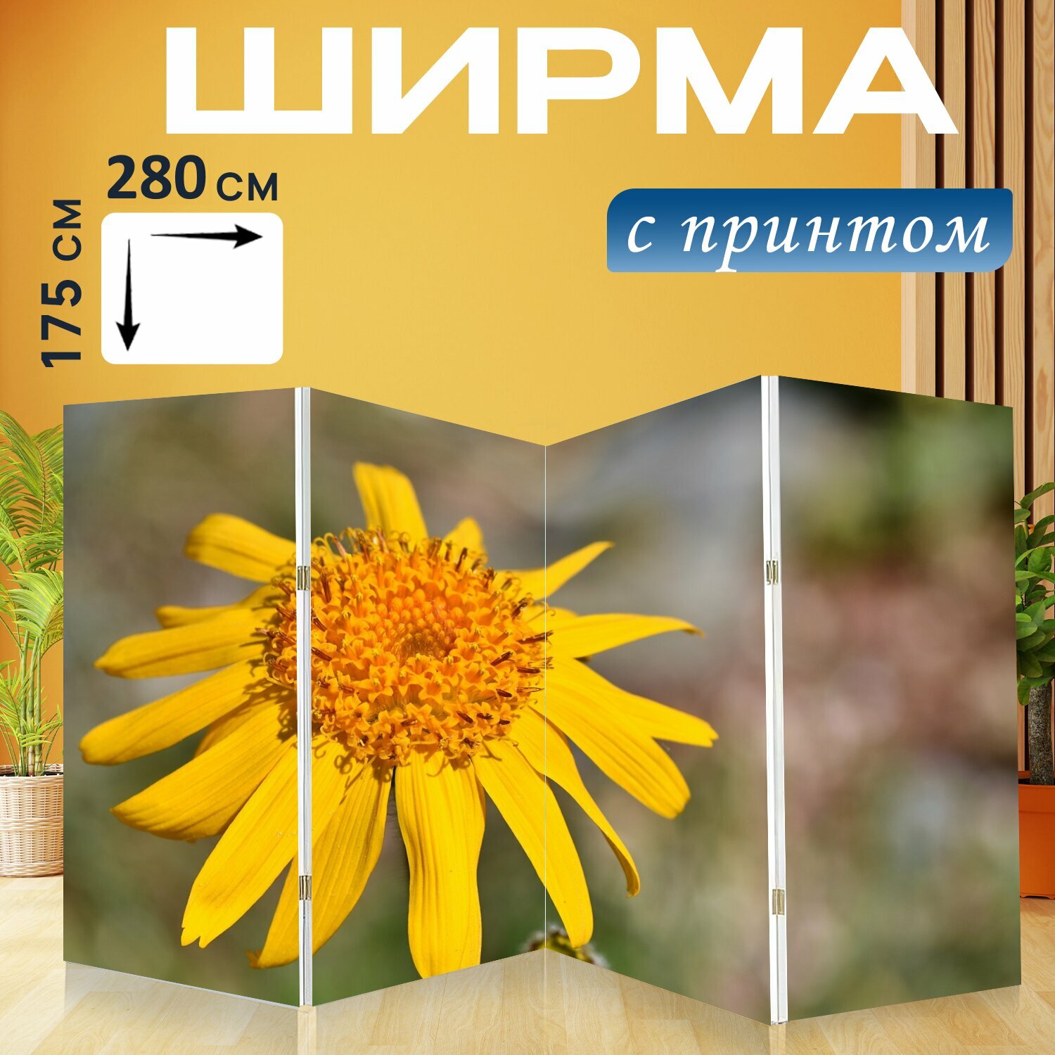 Ширма "Арника, настоящий арника, арника монтана" перегородка для зонирования комнаты с принтом 280x175 см. на холсте