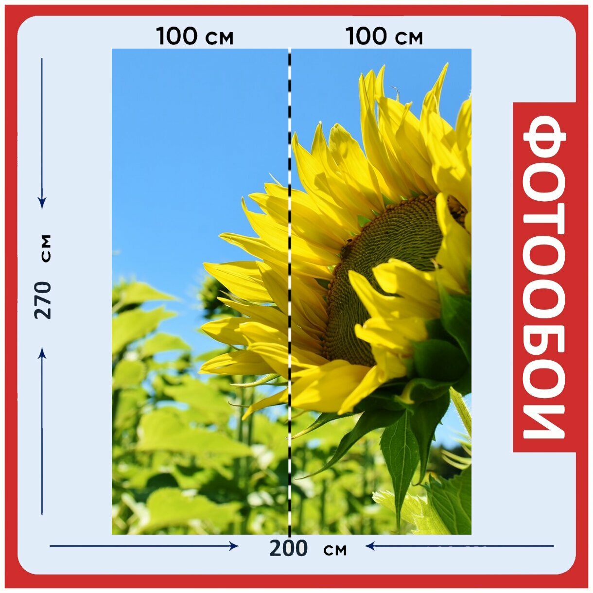 Фотообои "Подсолнухи, подсолнух, желтый" 200x270 см. флизелиновыена стену