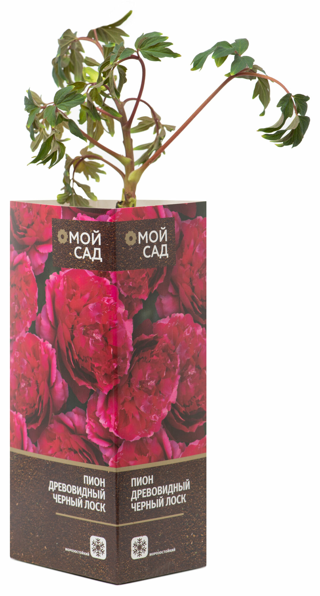 Саженец пиона "Черный Лоск", древовидный, неприхотливый, многолетнее, 1 шт