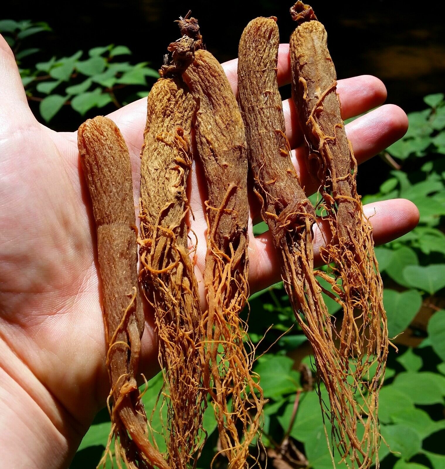 Императорский Красный корень/женьшеня, целые корни премиум класса Red Ginseng Root 2 шт. (ТКМ)