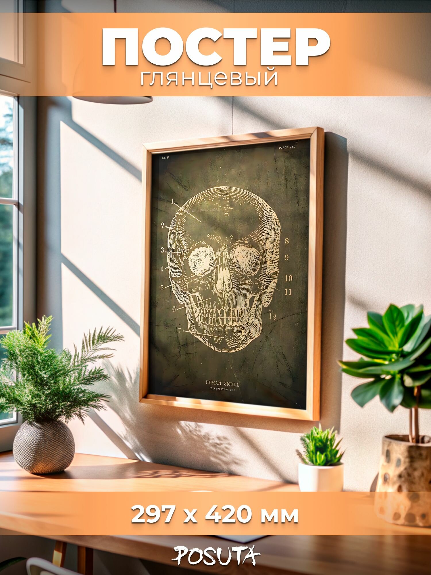 Постеры Череп картины интерьерные