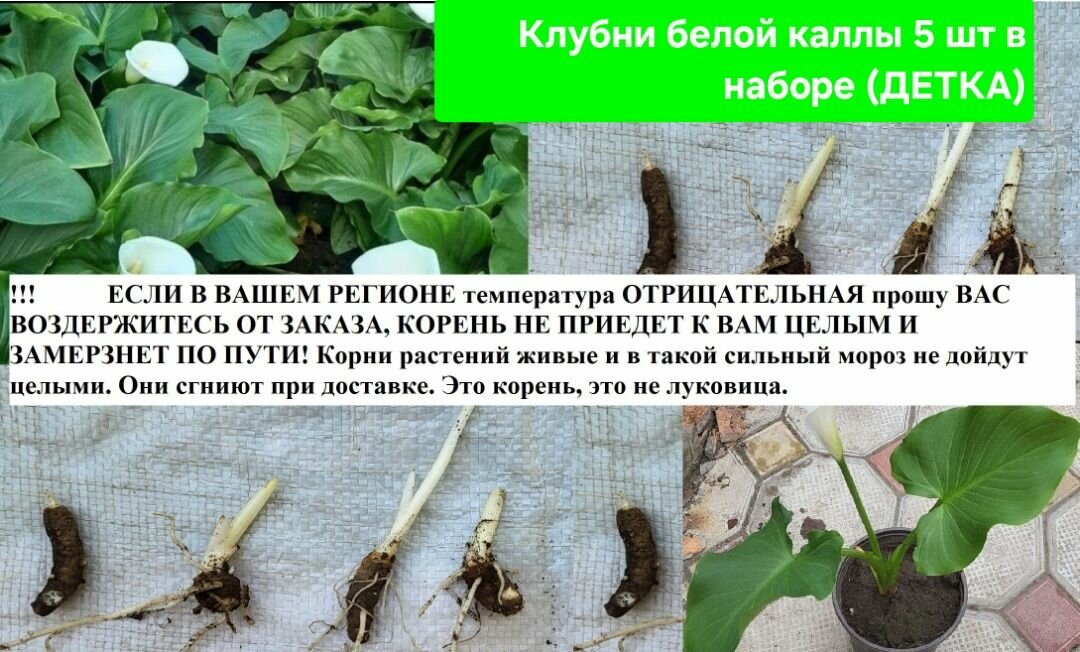 Калла белая клубни детка 5 шт