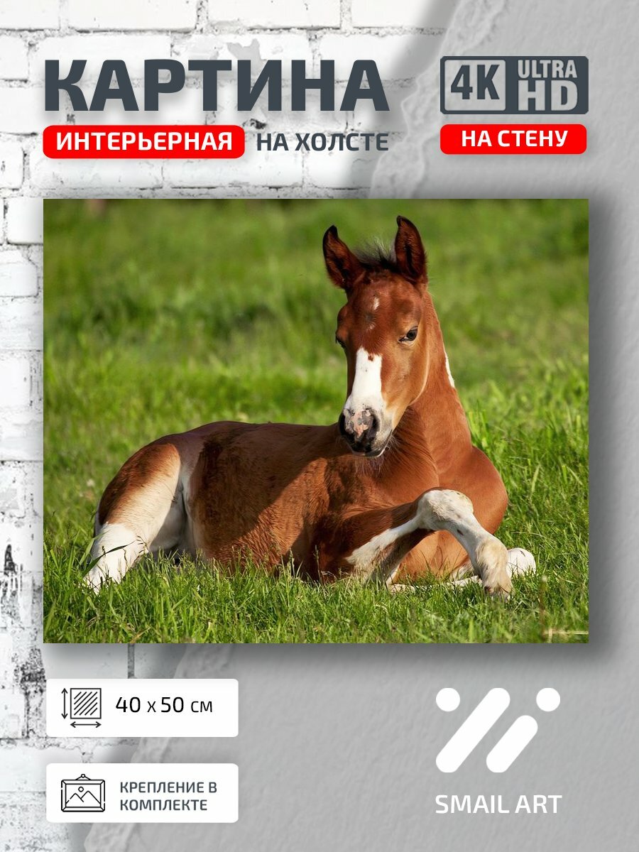 Картина на холсте интерьерная 40 на 50 на стену Жеребенок Mood для студии атмосфера декор