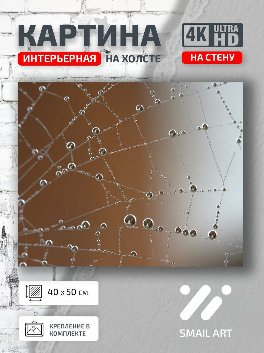 Картина на холсте интерьерная 40 на 50 на стену Паутина Macro для кабинета макро интерьер