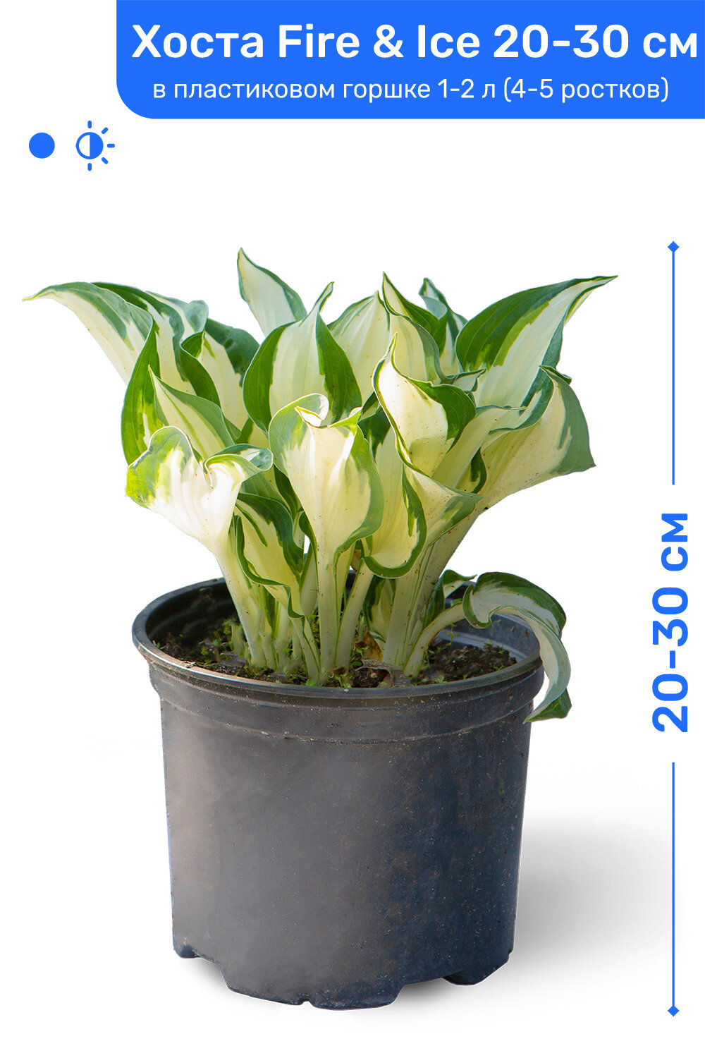 Хоста Fire & Ice (Файер энд Айс) 20-30 см в пластиковом горшке 1-2 л (4-5 ростков), травянистый многолетник, саженец