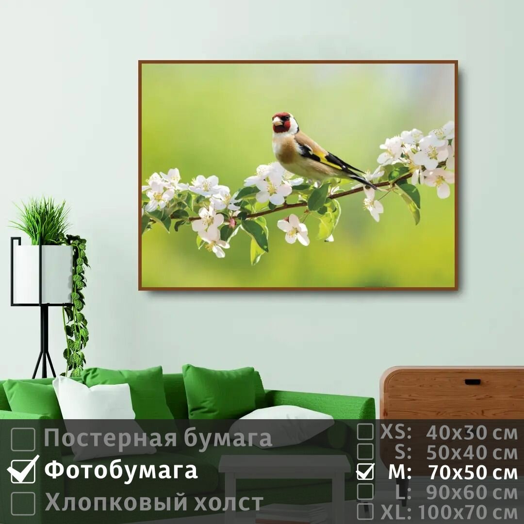 Постер на фотобумаге Птица Щегол Сидит На Ветке С Белыми Цветами 70х50 см ПолиЦентр