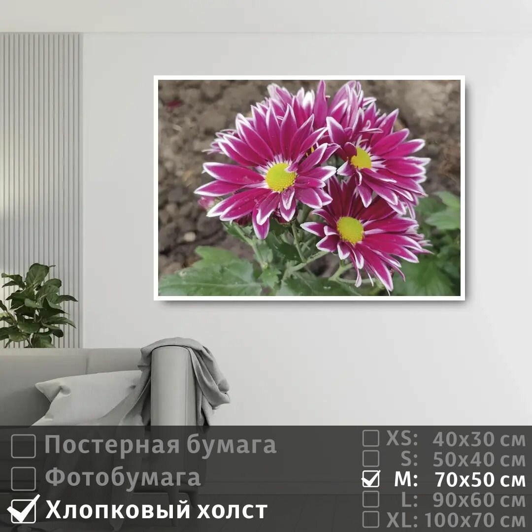 Постер на холсте Летние Розовые Хризантемы 70х50 см ПолиЦентр