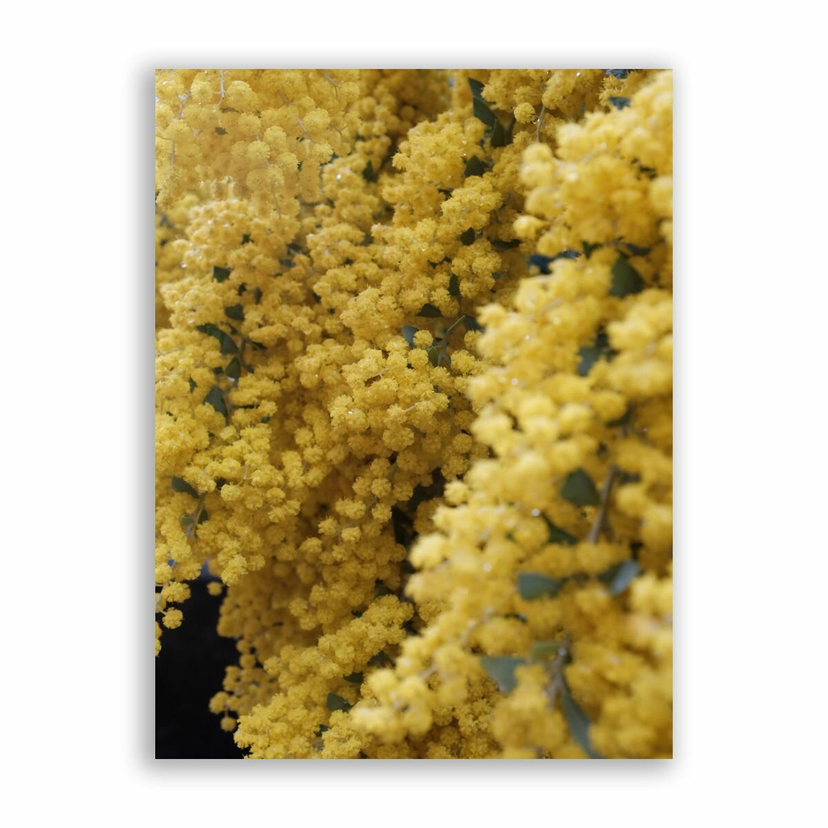 Постер цветы на бумаге / Мимоза / Размер 30 x 40 см