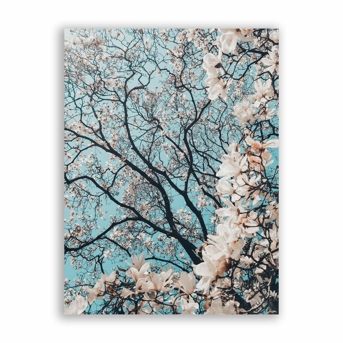 Постер, плакат на бумаге / Природа Японии - Сакура / Размер 60 x 80 см