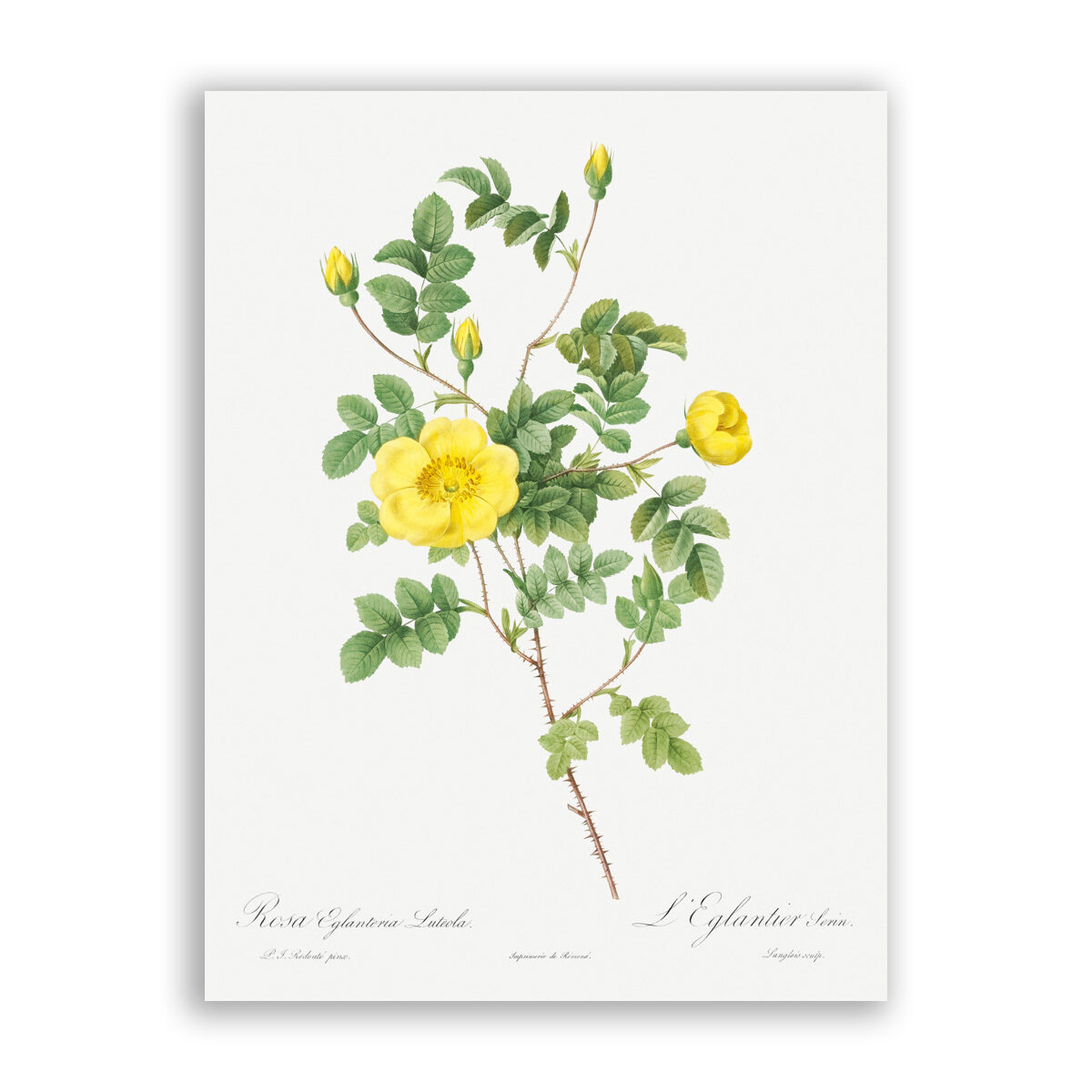 Картина на холсте, репродукция / Пьер-Жозеф Редуте - Sweetbriar Rose / Размер 30 x 40 см