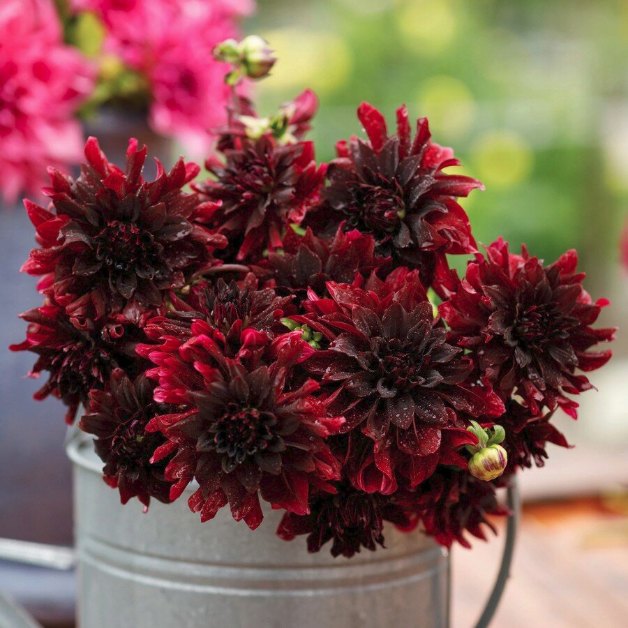 Георгина Рип Сити (1 клубень), Нидерланды