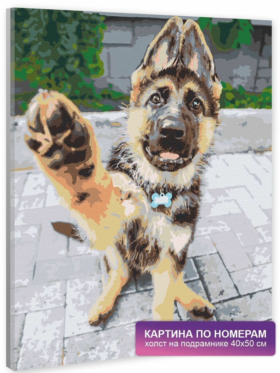 Картина по номерам на холсте с подрамником 40х50 см. Природа, животные, рыбы, птицы. Собаки, щенки. "Щенок овчарки", арт. 3208/