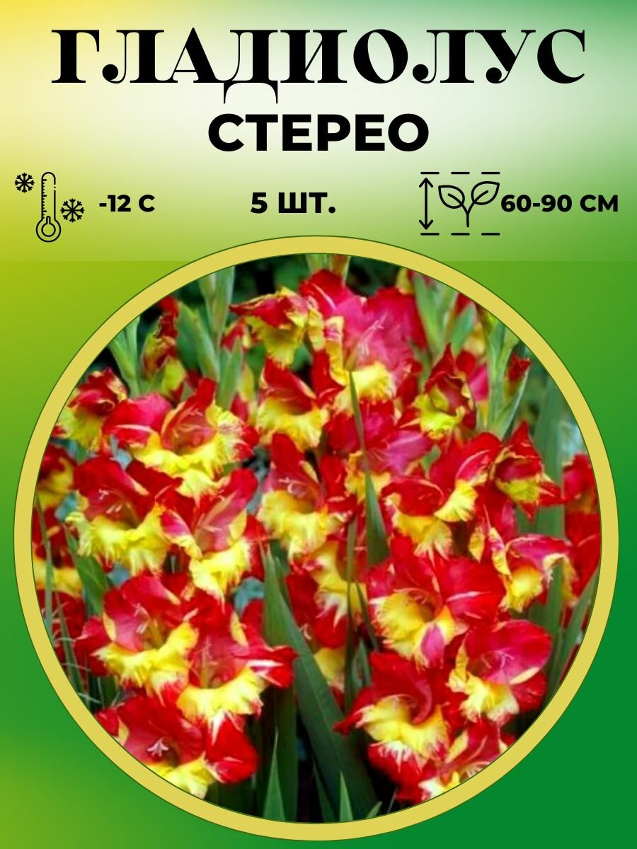 Гладиолус крупноцветковый Стерео 5 штук