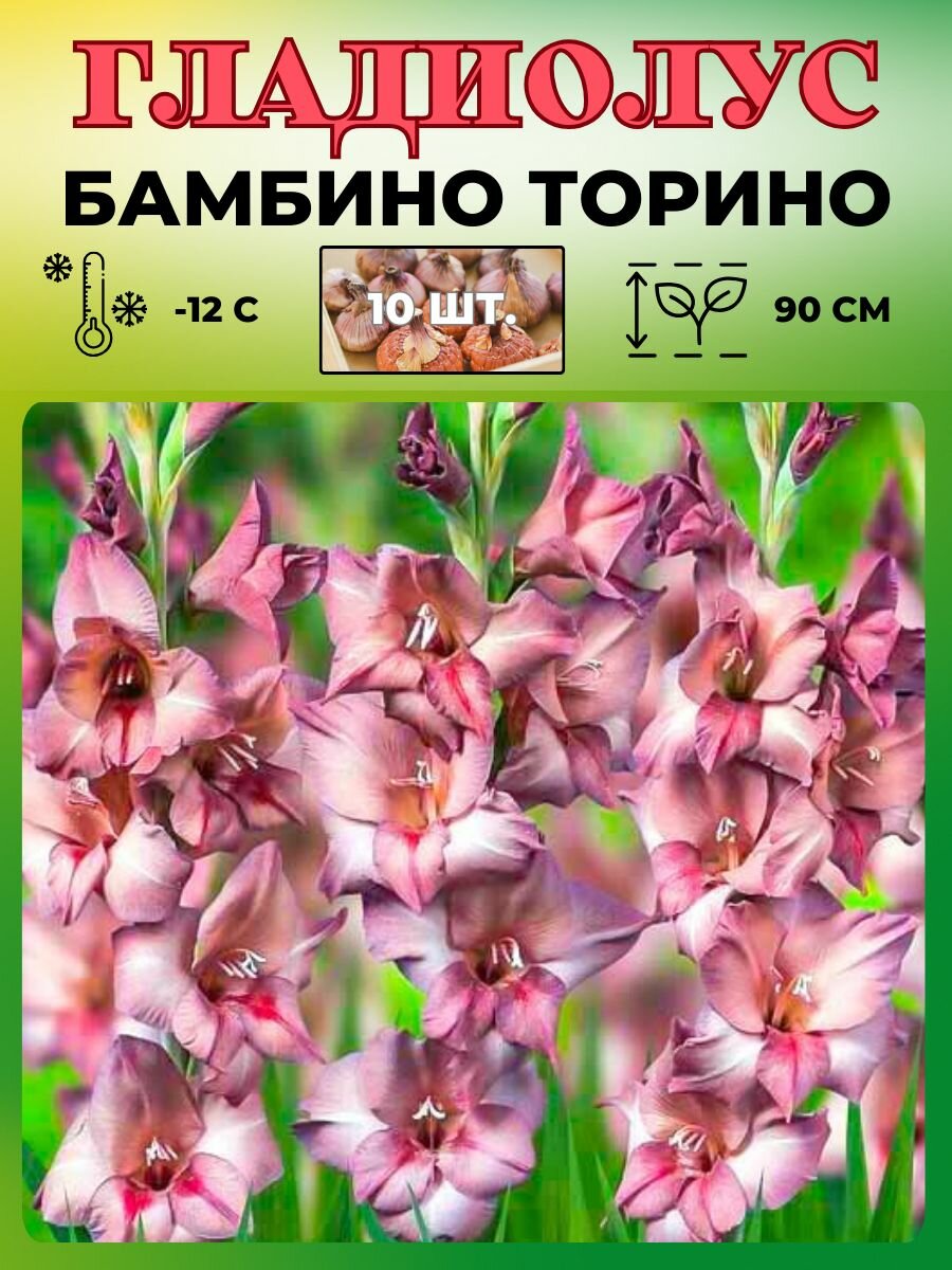 Гладиолус крупноцветковый, луковицы 10шт.