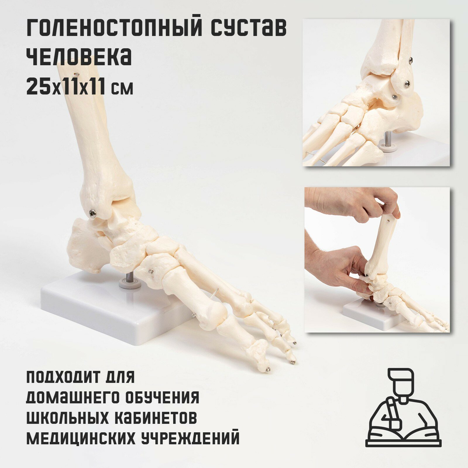 Макет Сима-ленд "Голеностопный сустав", пластик, бежевый, 25x11x11 см