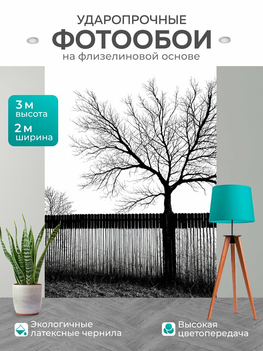 Фотообои моющиеся ударопрочные "Черно-белый: ветка дерева, обвивающаяся вокруг заброшенного забора. тонкие линии и текстуры создают четкую контрастную" 200x300 см. флизелиновые на стену