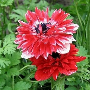 Анемона (ветреница) махровая THE GOVERNOR 1 шт