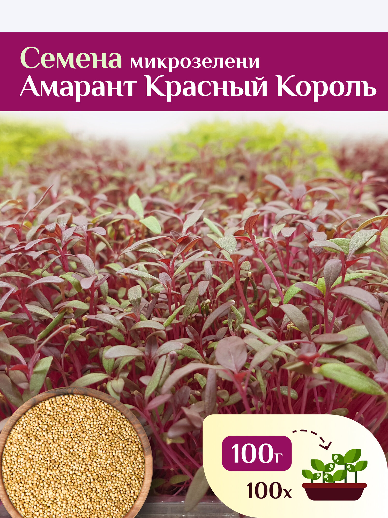 Семена микрозелени амарант Красный Король, Ильинские проростки 100г