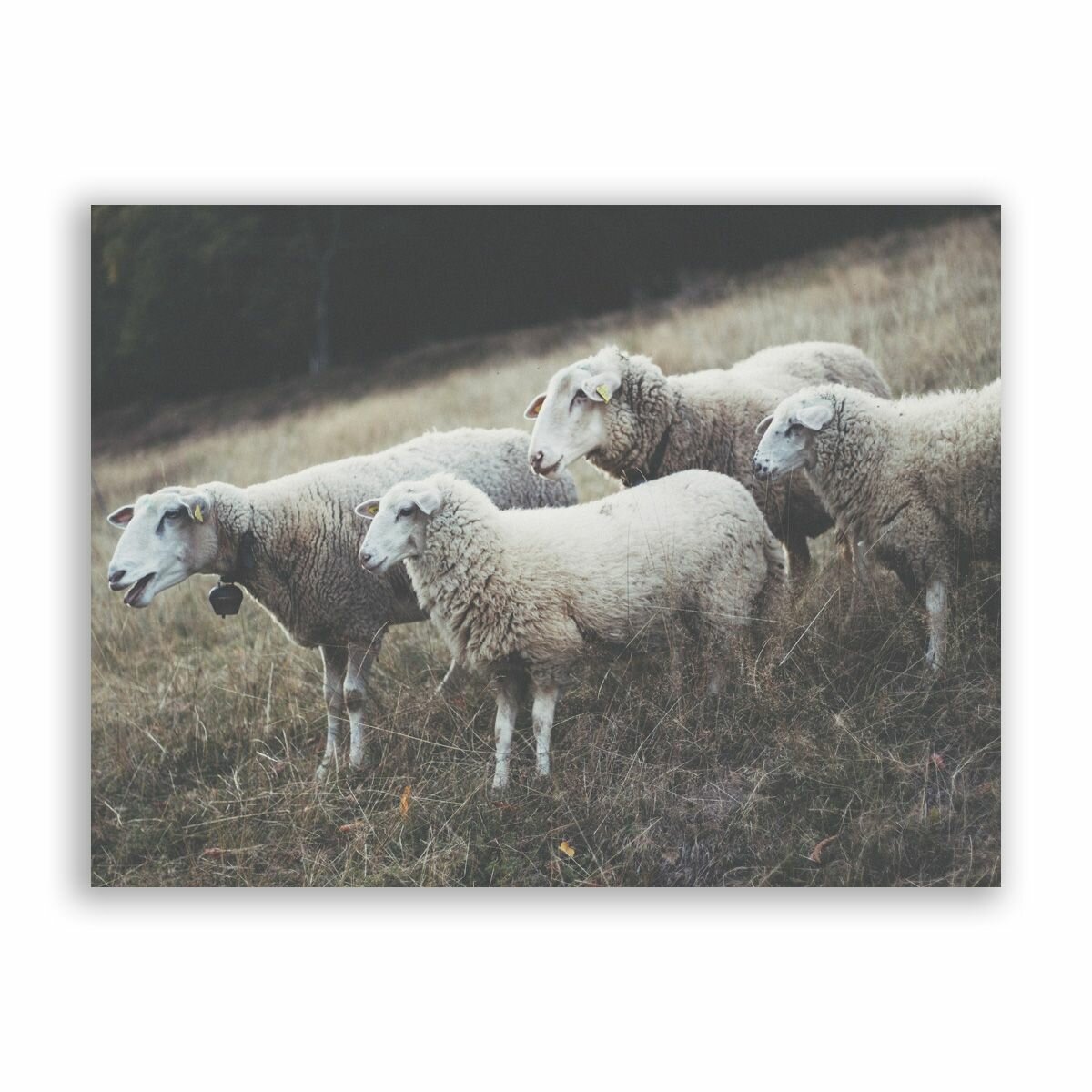 Постер, плакат на бумаге / Овцы / Размер 30 x 40 см