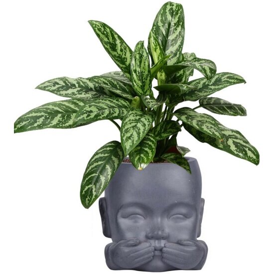 Кашпо настольное Idealist Lite IDEALIST Голова малыша-монаха файберстоун, серое Д23.5 Ш23 (KID-FP-THREE-LG-24)
