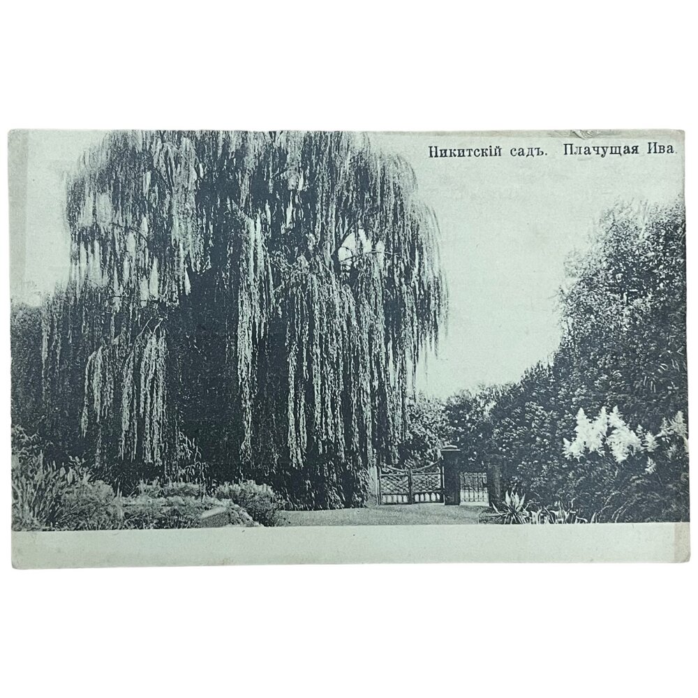 Почтовая открытка "Никитский сад. Плачущая ива" 1900-1917 гг. Российская Империя