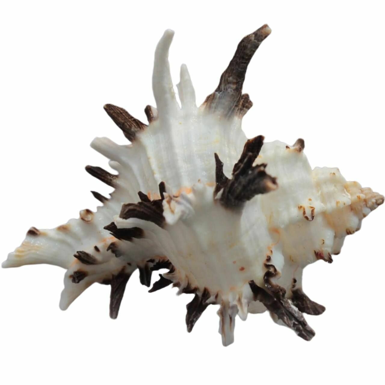 Ракушки морские, натуральные, "Мурекс индивия", 1 кг