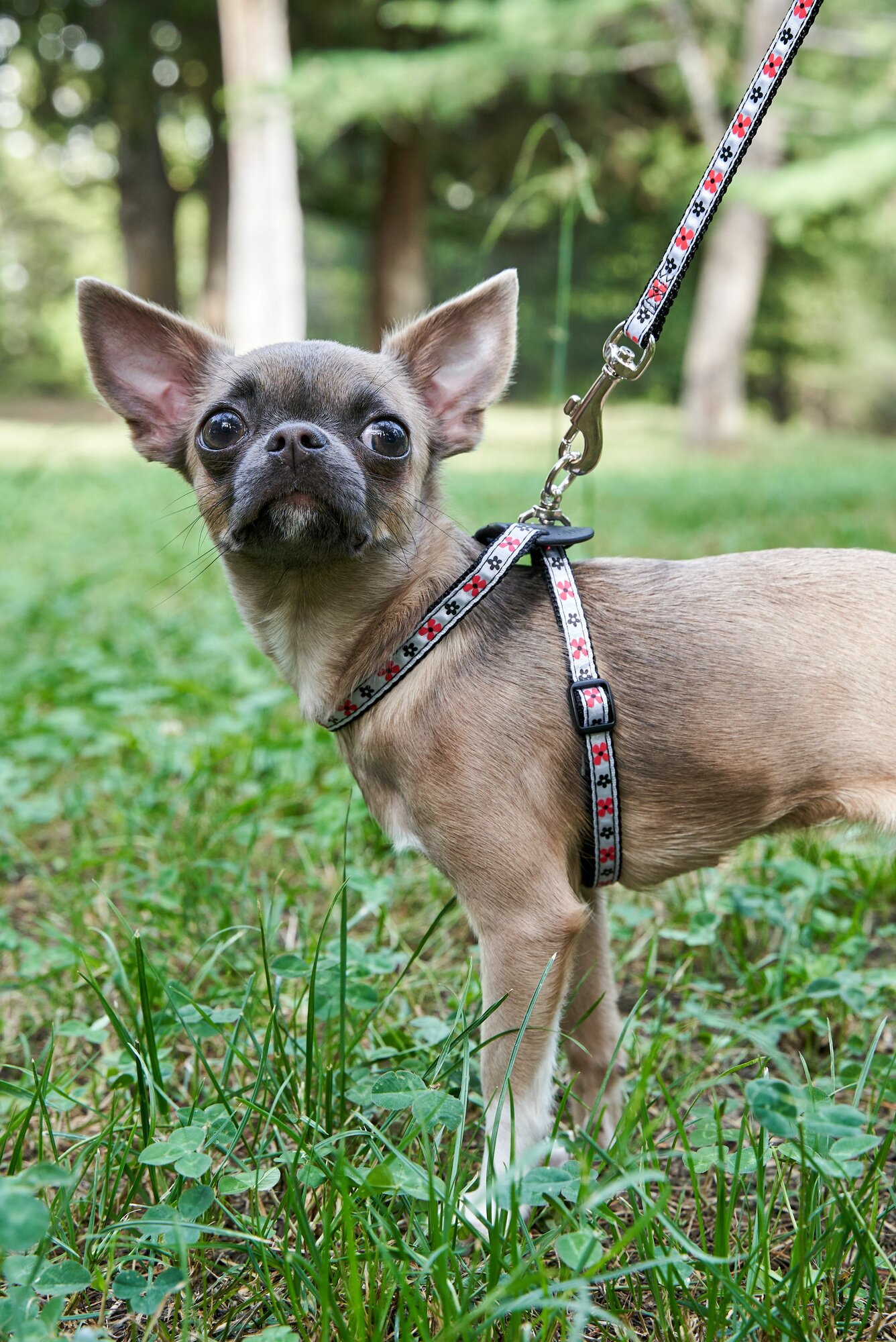 Шлейка для собак с поводком Japan Premium Pet с защитным механизмом от перекручивания с силиконовым креплением,