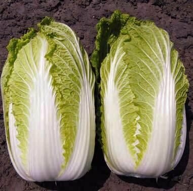 Коллекционные семена капусты пекинская Кисеки F1